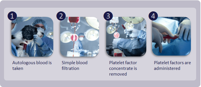 PRP method (platelet-rich plasma) - veterinary.gr